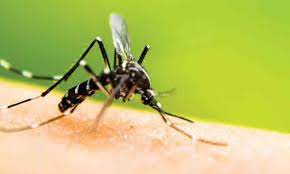 Mosquito Repellent Paint – Star Mosquito Shield by StarShield ...