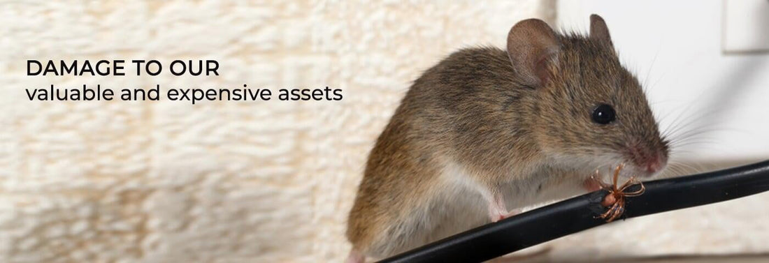 Starshield Star Rodent Shield – StarShield- Smart Paints & Coatings